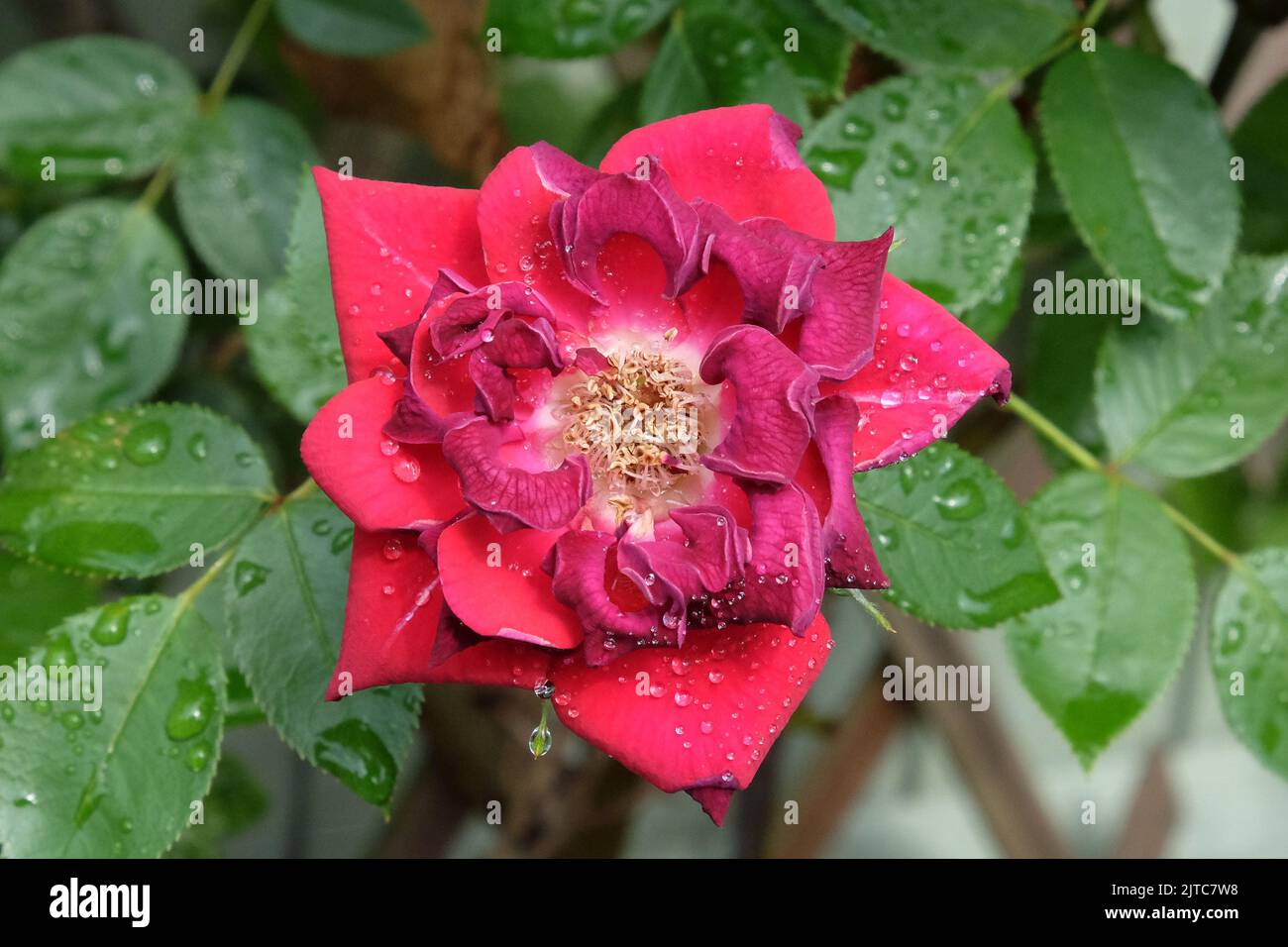 A burnt red climbing rose, with petals scorched in a heatwave Stock ...
