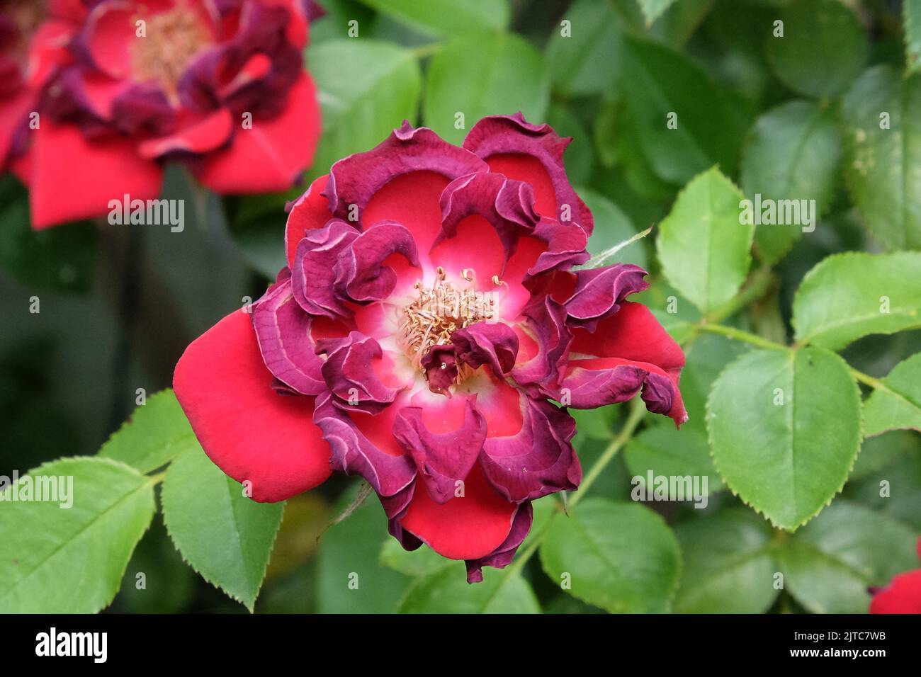 A burnt red climbing rose, with petals scorched in a heatwave Stock ...