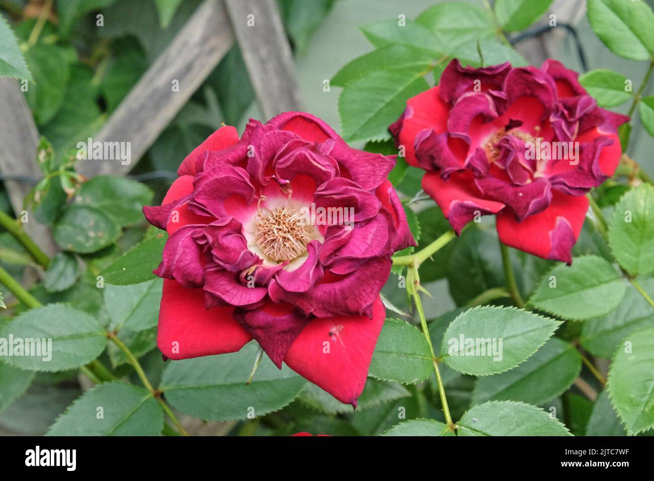A burnt red climbing rose, with petals scorched in a heatwave Stock ...