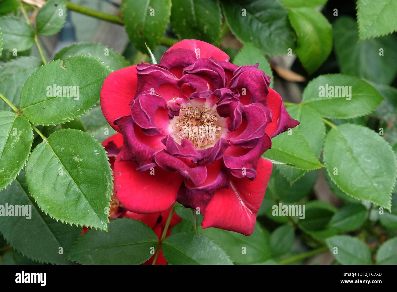 A burnt red climbing rose, with petals scorched in a heatwave Stock ...