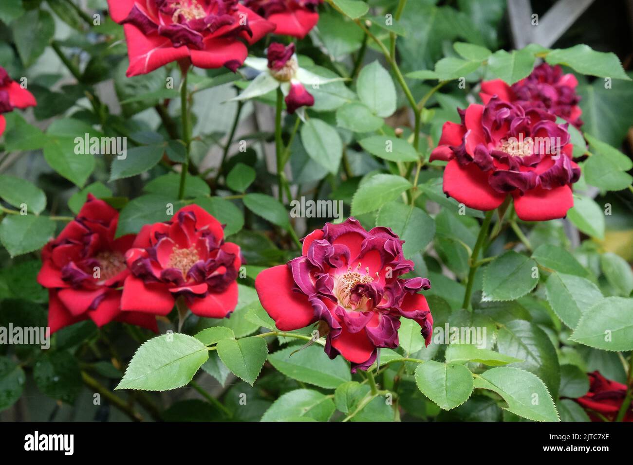 A burnt red climbing rose, with petals scorched in a heatwave Stock ...