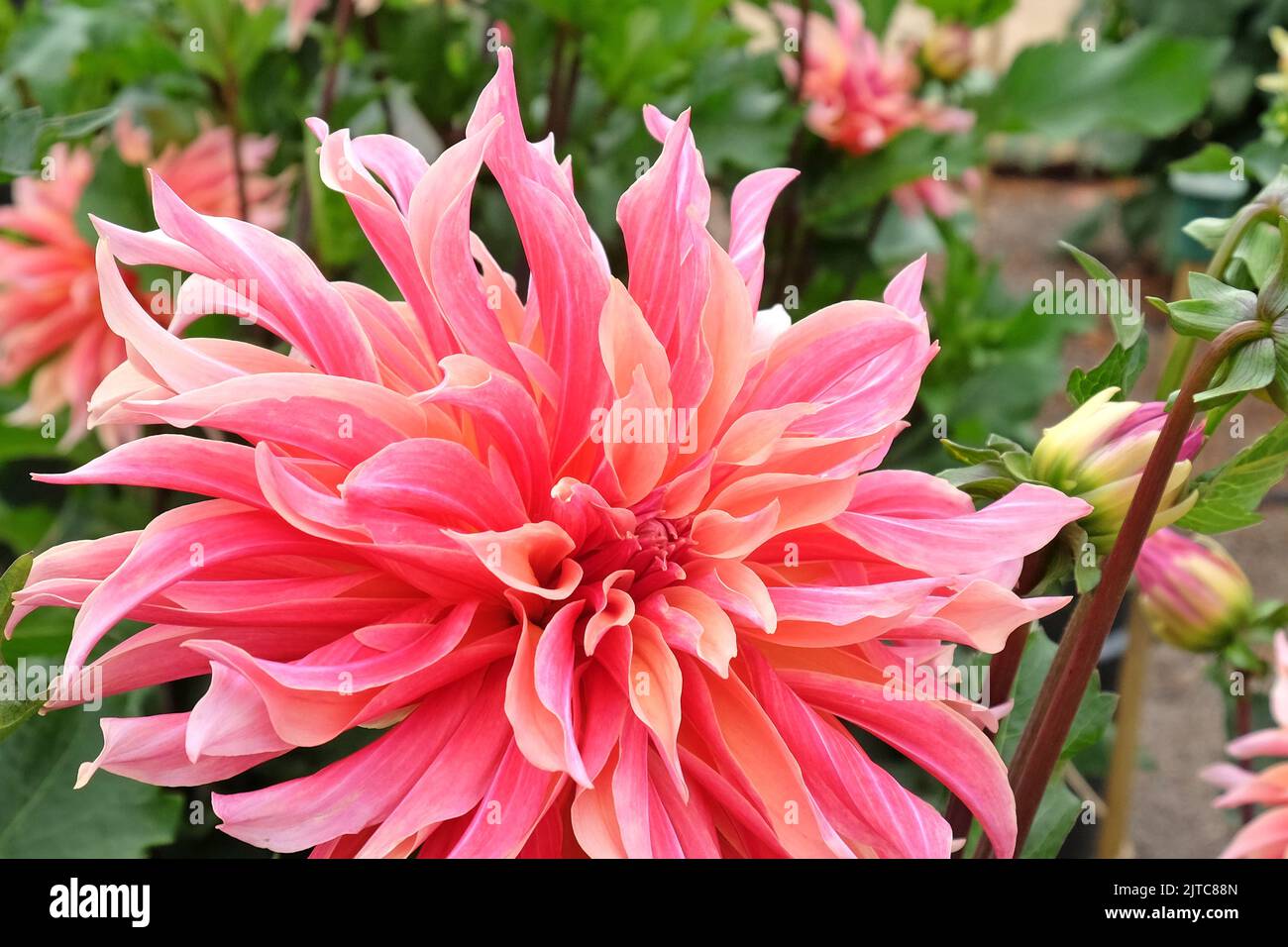 Decorative Dahlia 'Labyrinth' in flower Stock Photo - Alamy