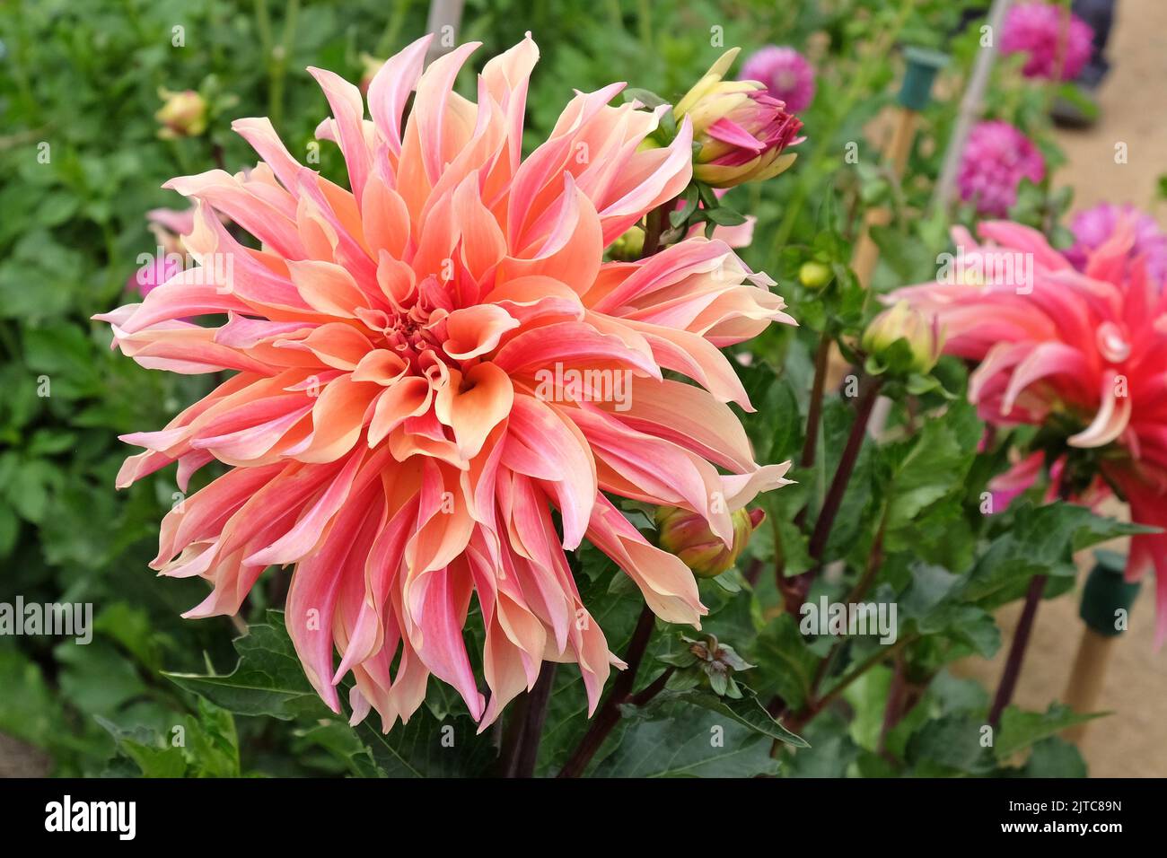 Decorative Dahlia 'Labyrinth' in flower Stock Photo - Alamy