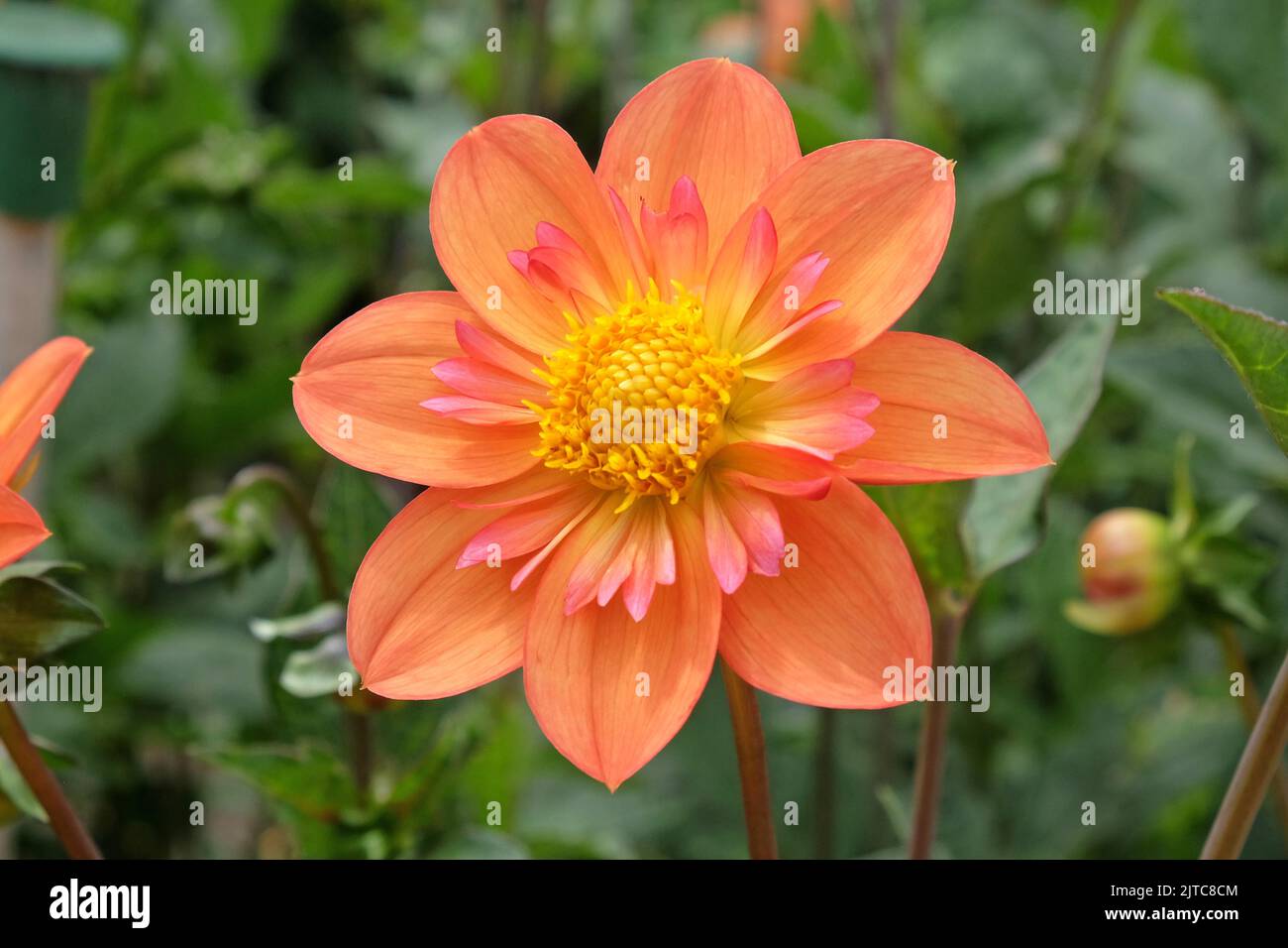Kelsey annie joy hi-res stock photography and images - Alamy