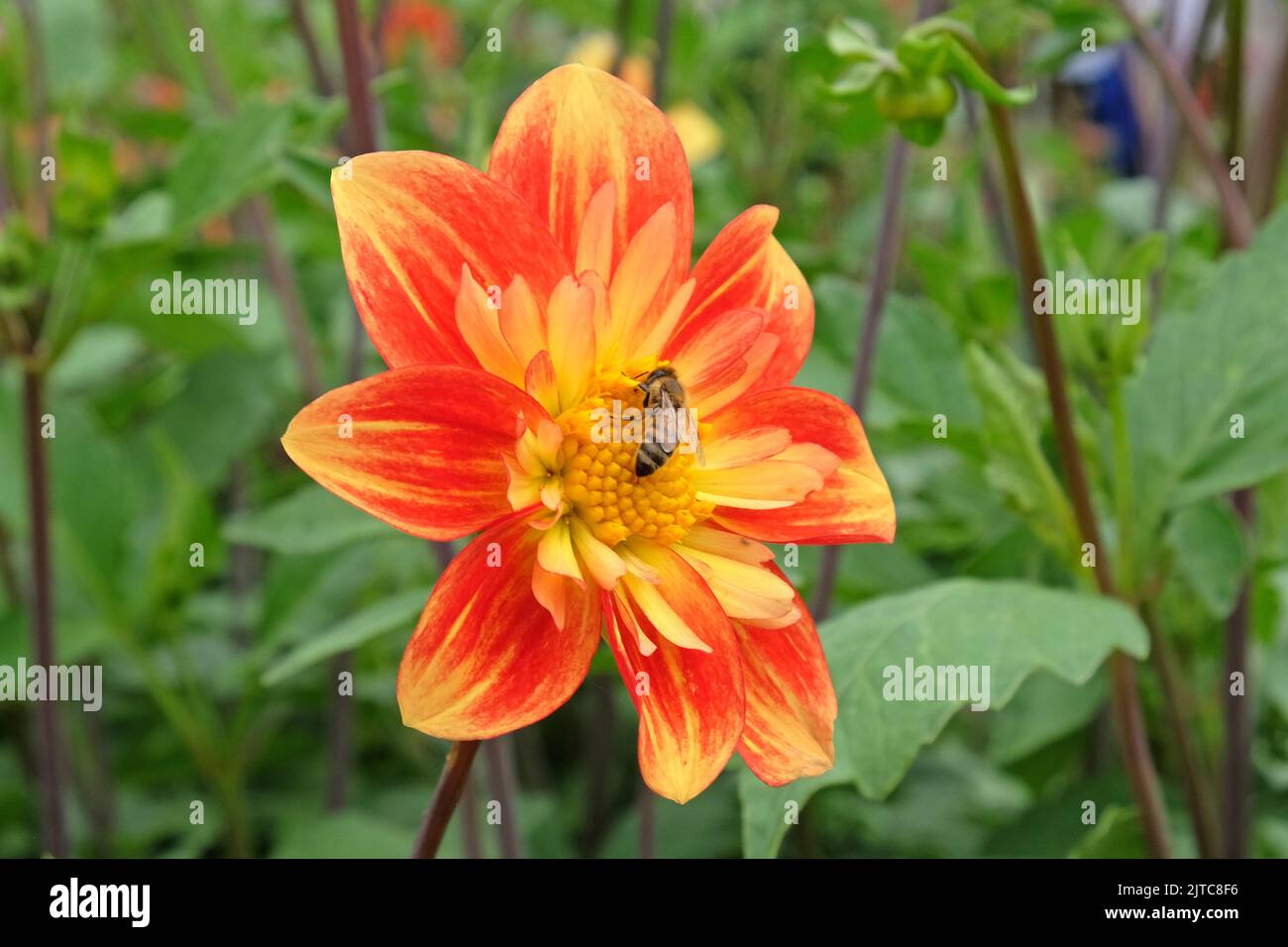 Collarette Dahlia 'Pooh' in flower Stock Photo - Alamy