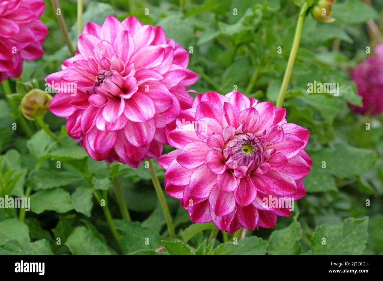 Dahlia 'Hillcrest Jonathan' in flower Stock Photo - Alamy