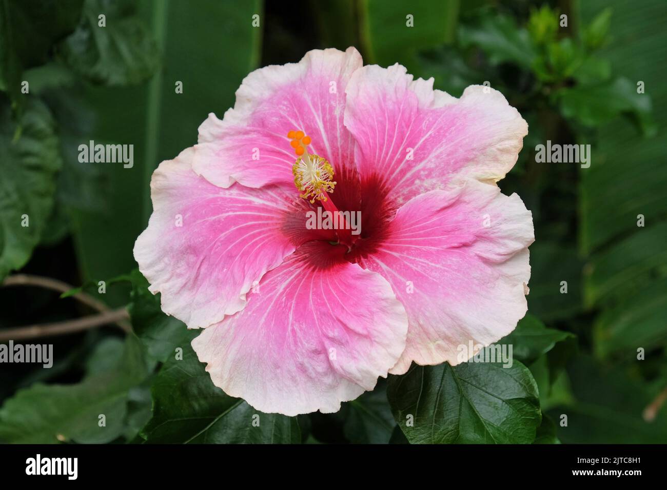 Tropical Hibiscus rosa sinensis in flower Stock Photo - Alamy