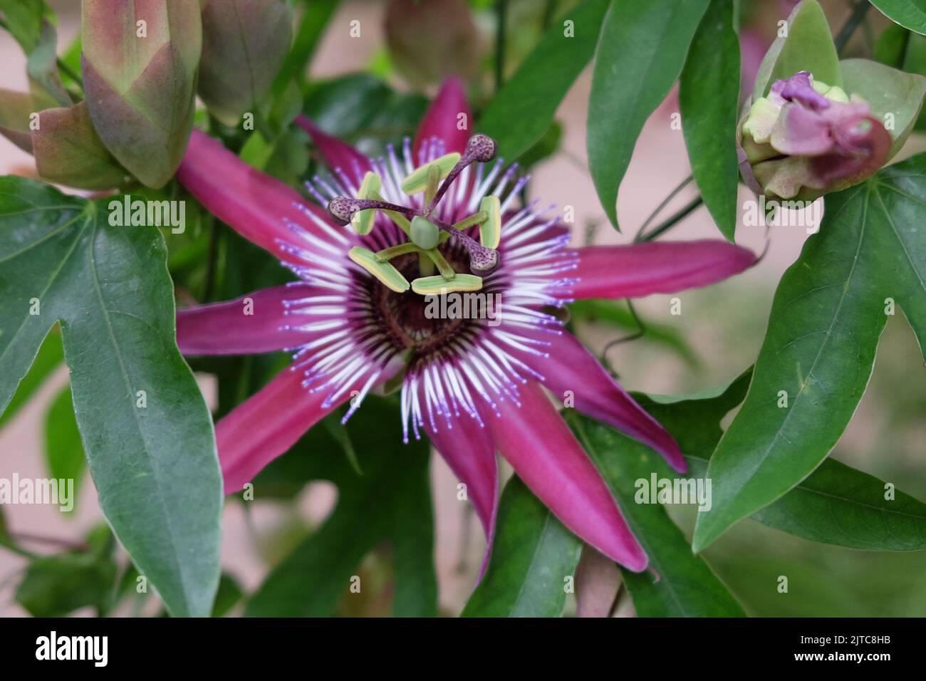 Purple Passiflora ' 'Victoria' in flower Stock Photo - Alamy