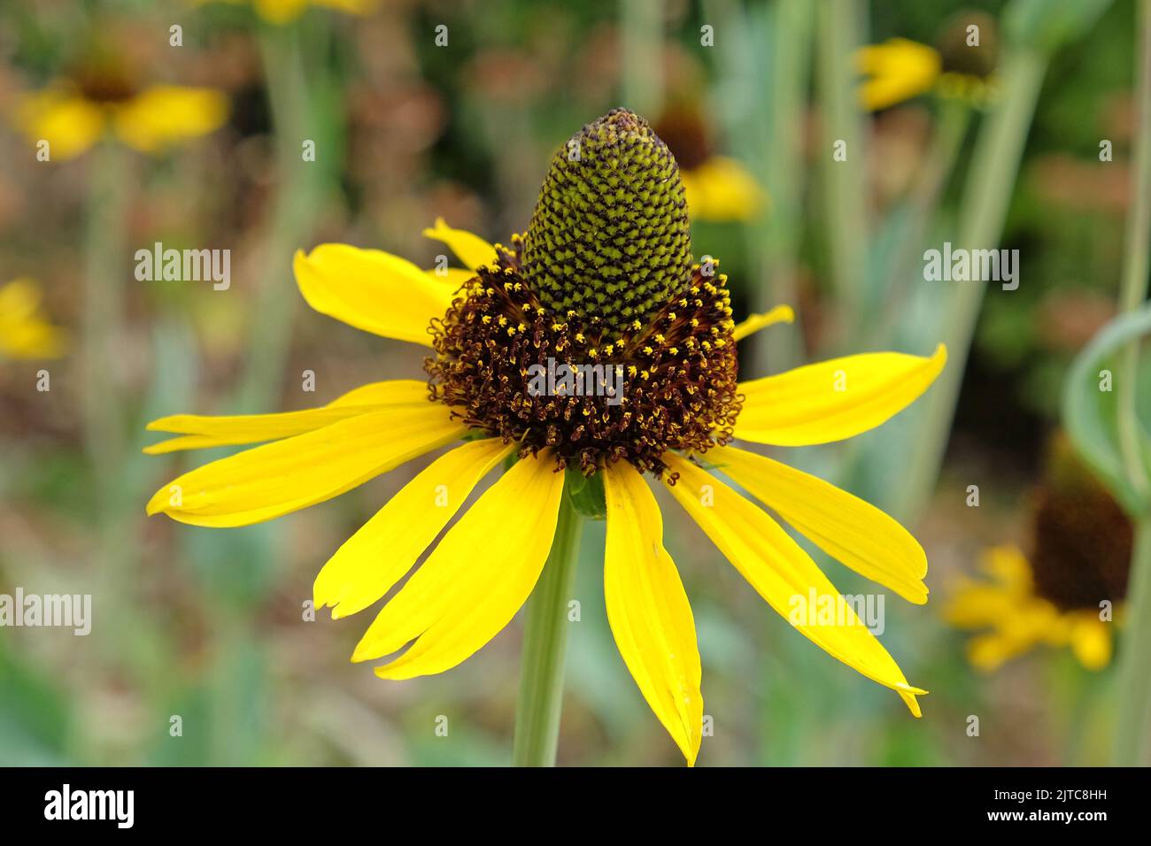 Yellow cone flower in bloom Stock Photo - Alamy