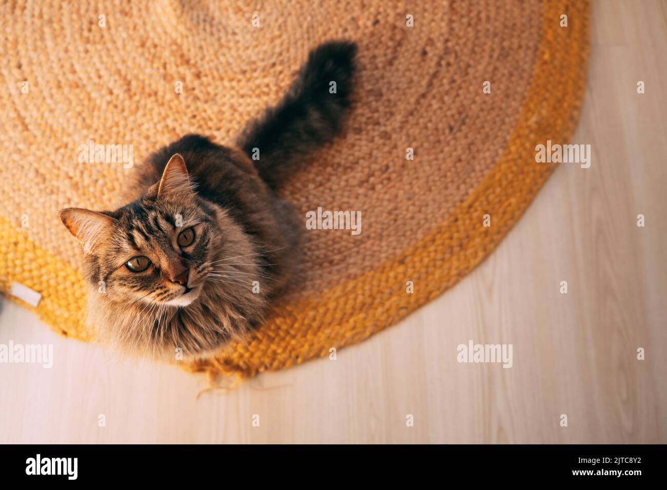 A top shot of a cute furry cat on a carpet at home Stock Photo - Alamy
