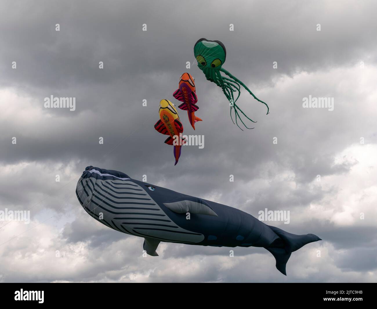 International kite exhibition hi-res stock photography and images - Alamy