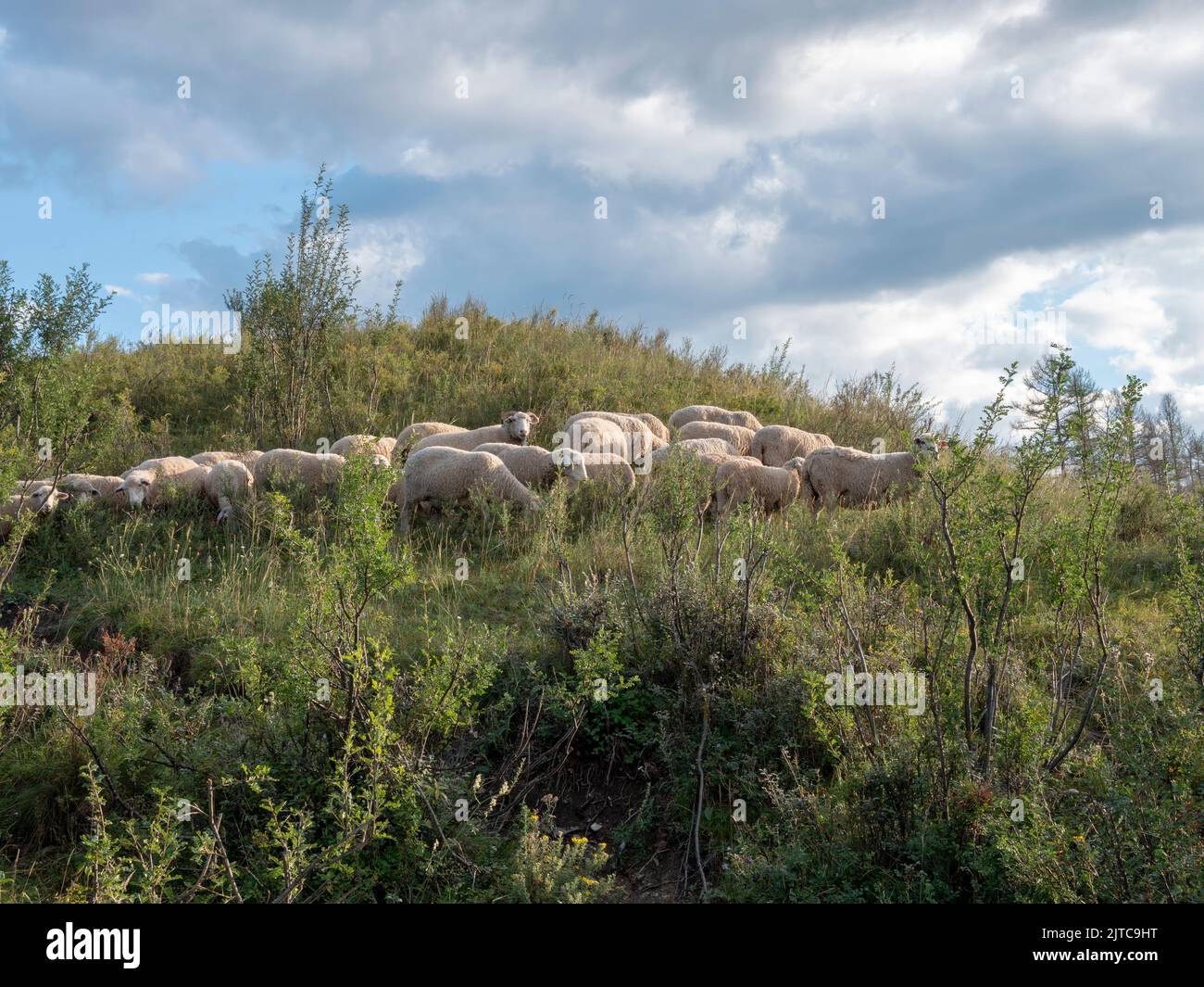 Group sheep gazing walking resting hi-res stock photography and images ...