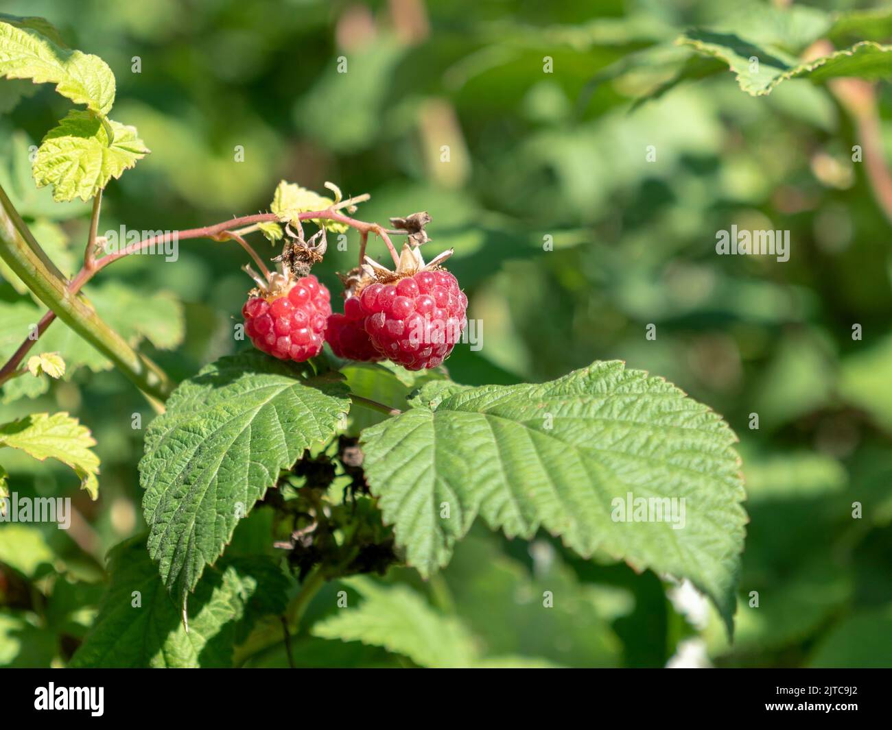 Theberries hi-res stock photography and images - Alamy