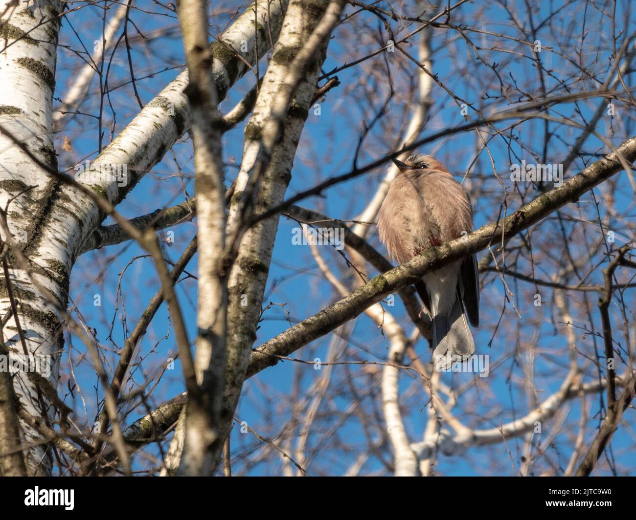 Birds near Moscow, jay on a tree branch Stock Photo - Alamy