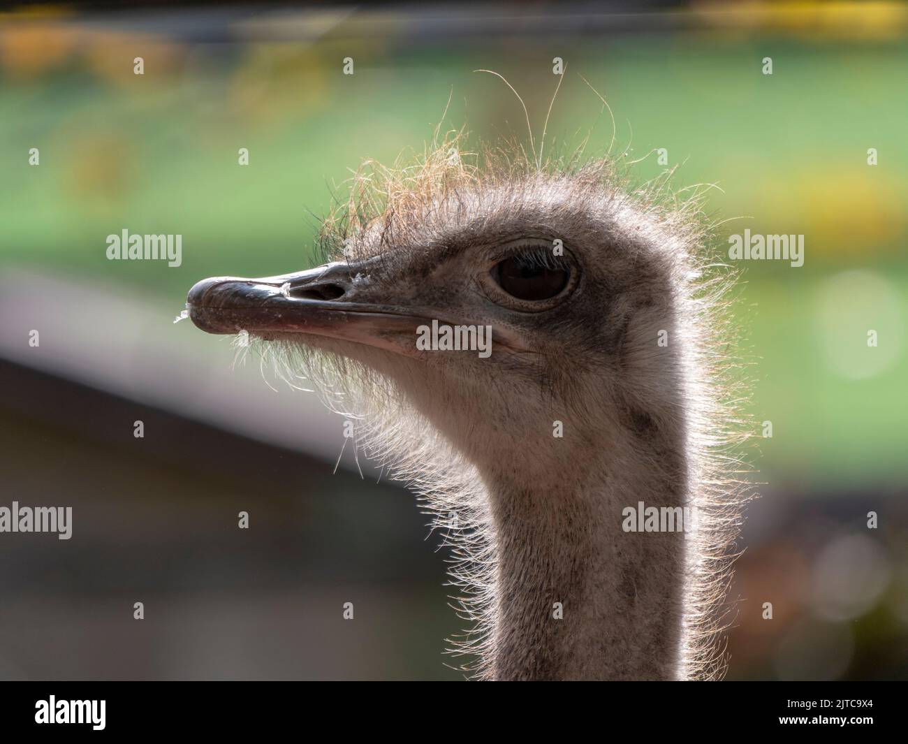 Close up emu head looks hi-res stock photography and images - Alamy