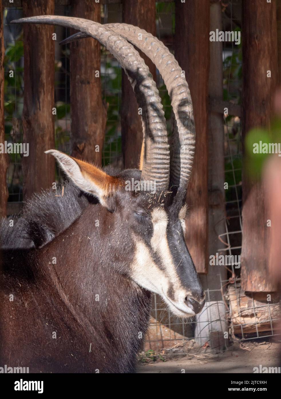 Portrait of a rare sable antelope Hippotragus niger Stock Photo - Alamy