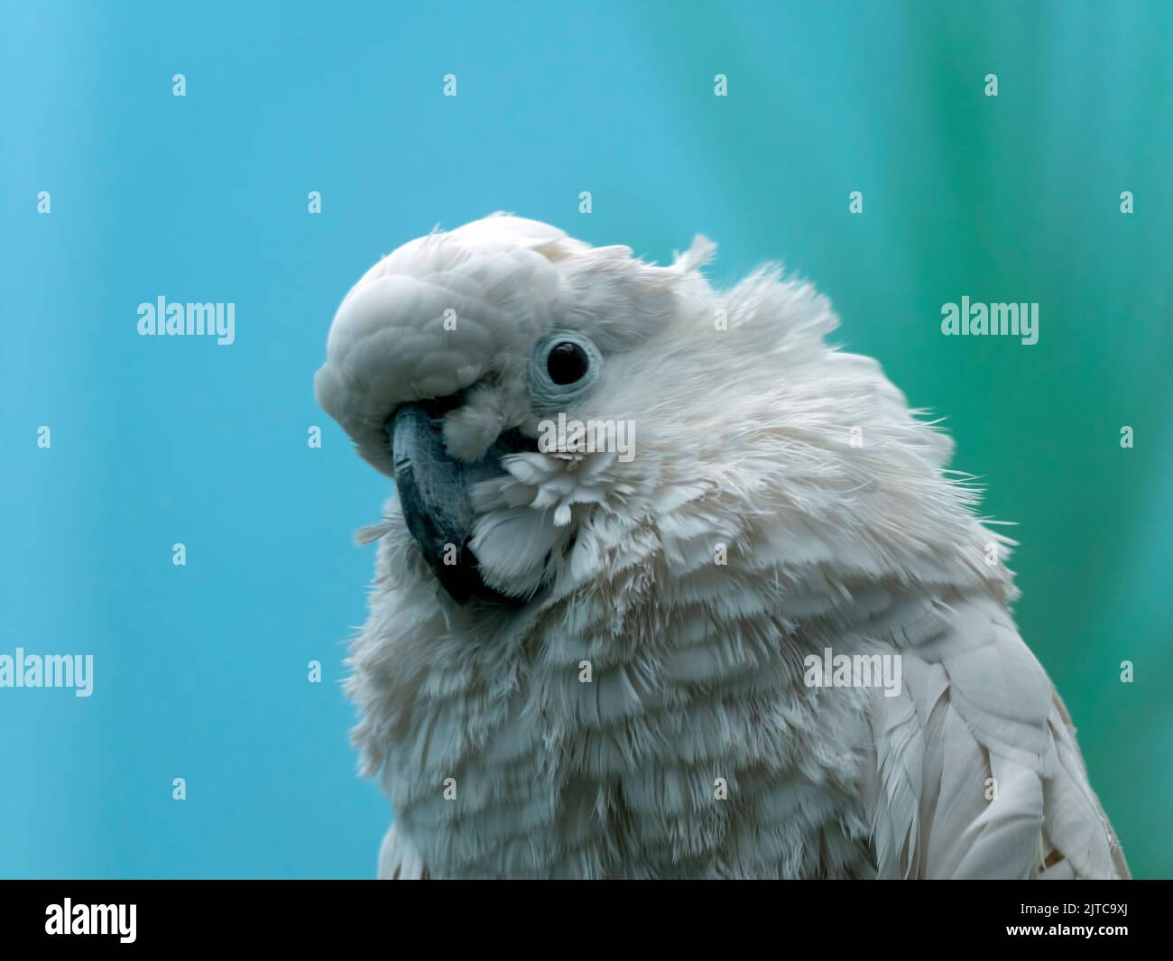 Big white parrot Cockatoo lat sitting on a branch Stock Photo - Alamy