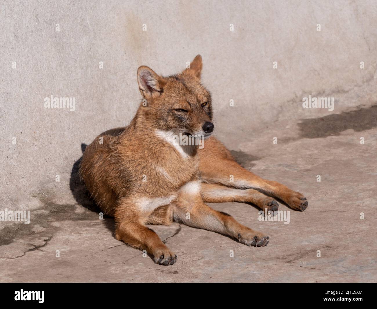 Golden jackal in nature tracks down prey Stock Photo - Alamy