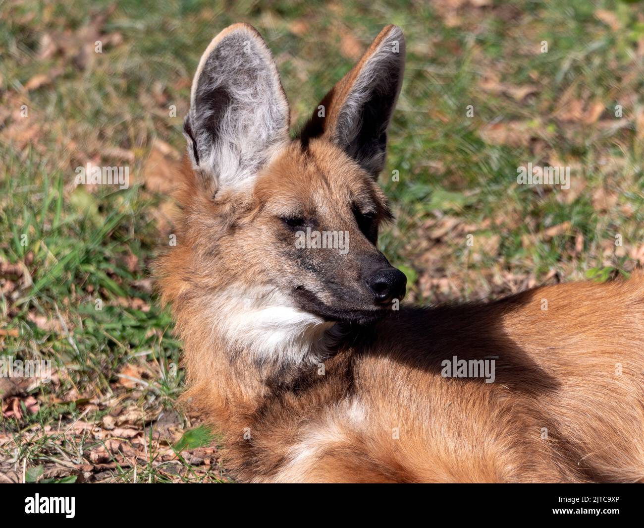 Red maned wolf in the captive animal Stock Photo - Alamy