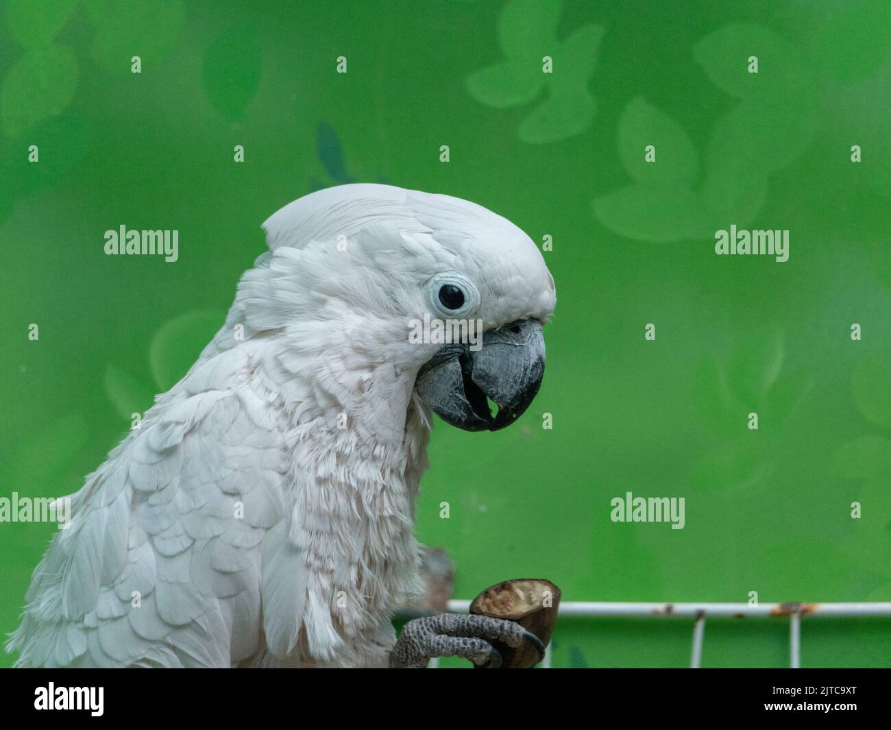 Big white parrot Cockatoo lat sitting on a branch Stock Photo - Alamy