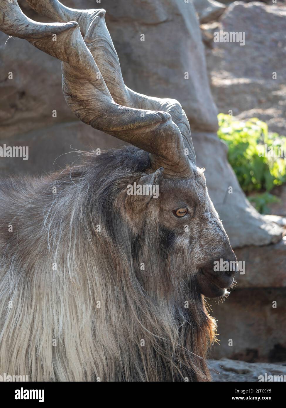 Helical horns hi-res stock photography and images - Alamy