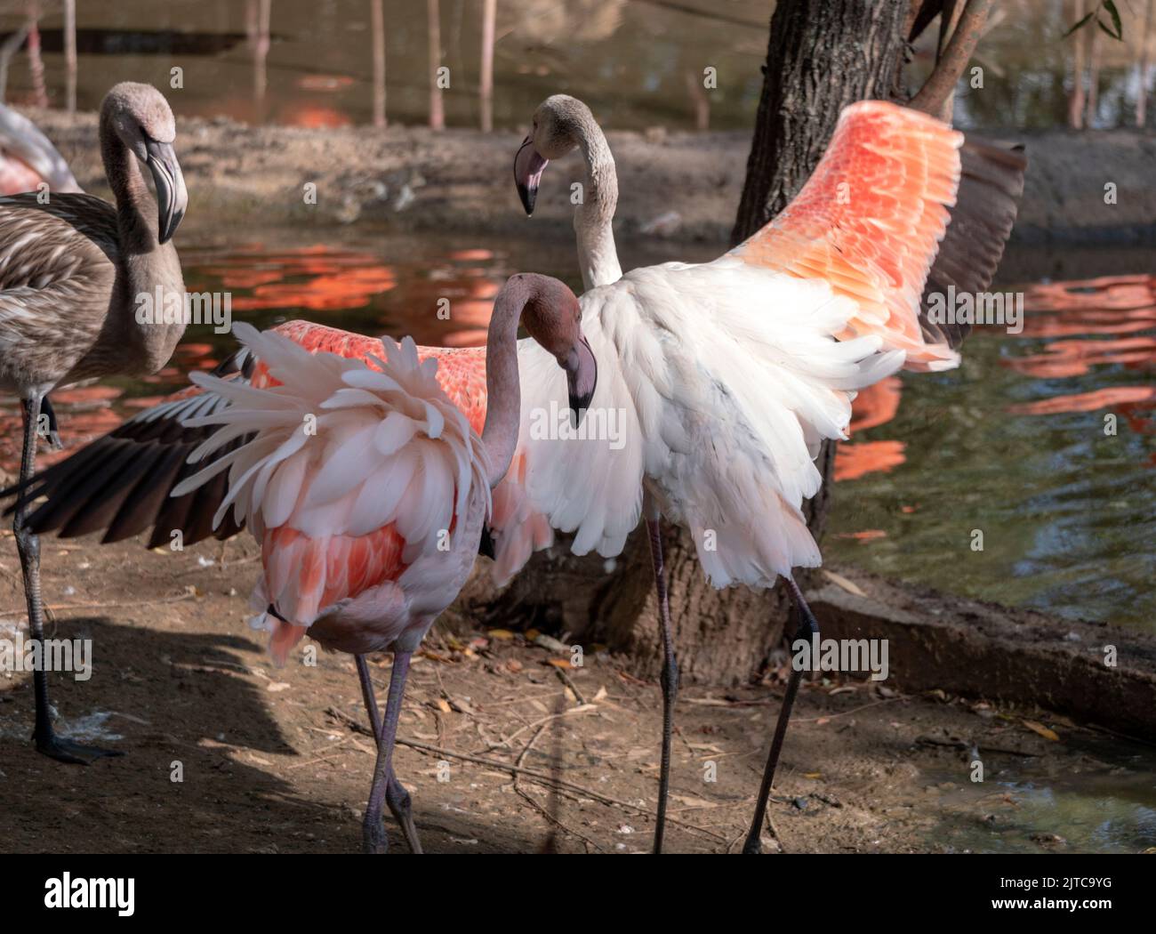 Flock of Greater Flamingo, nice pink big bird, standing in the water ...