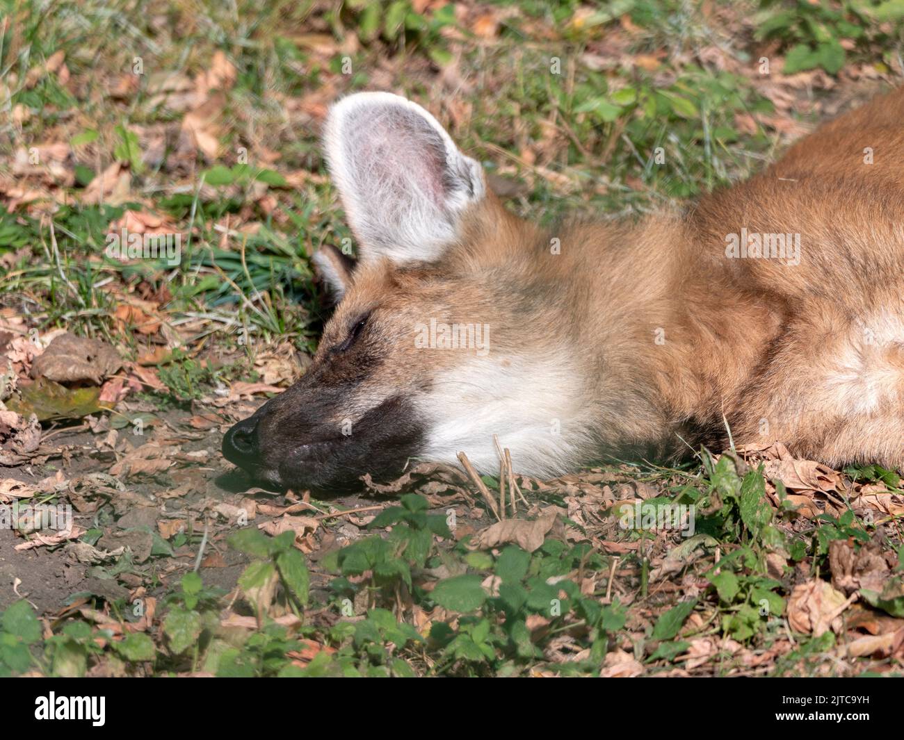 Red maned wolf hi-res stock photography and images - Alamy
