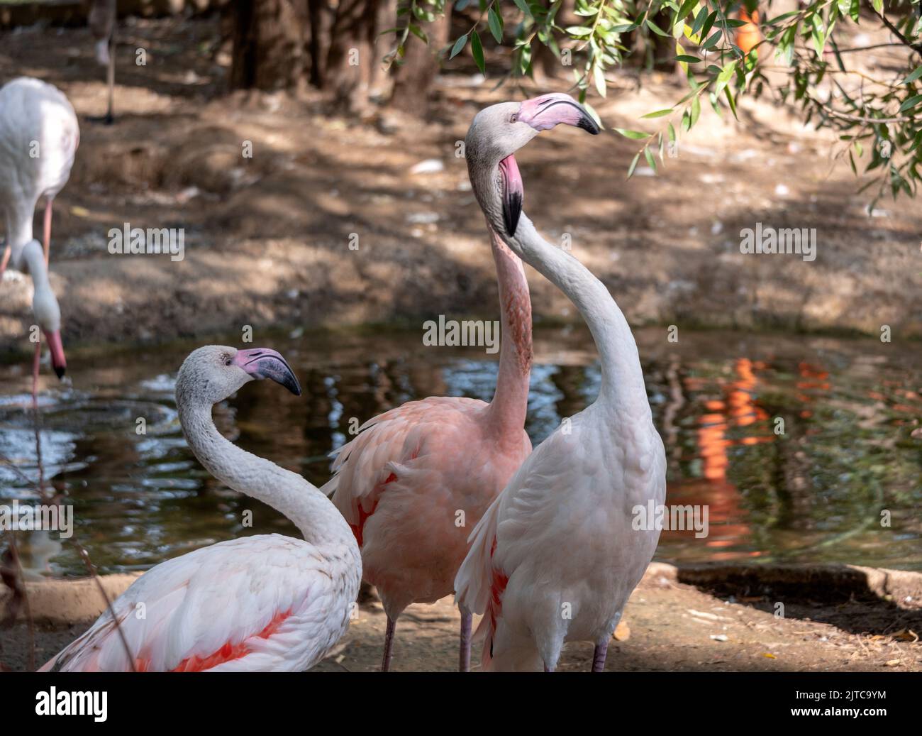 Flock of Greater Flamingo, nice pink big bird, standing in the water ...