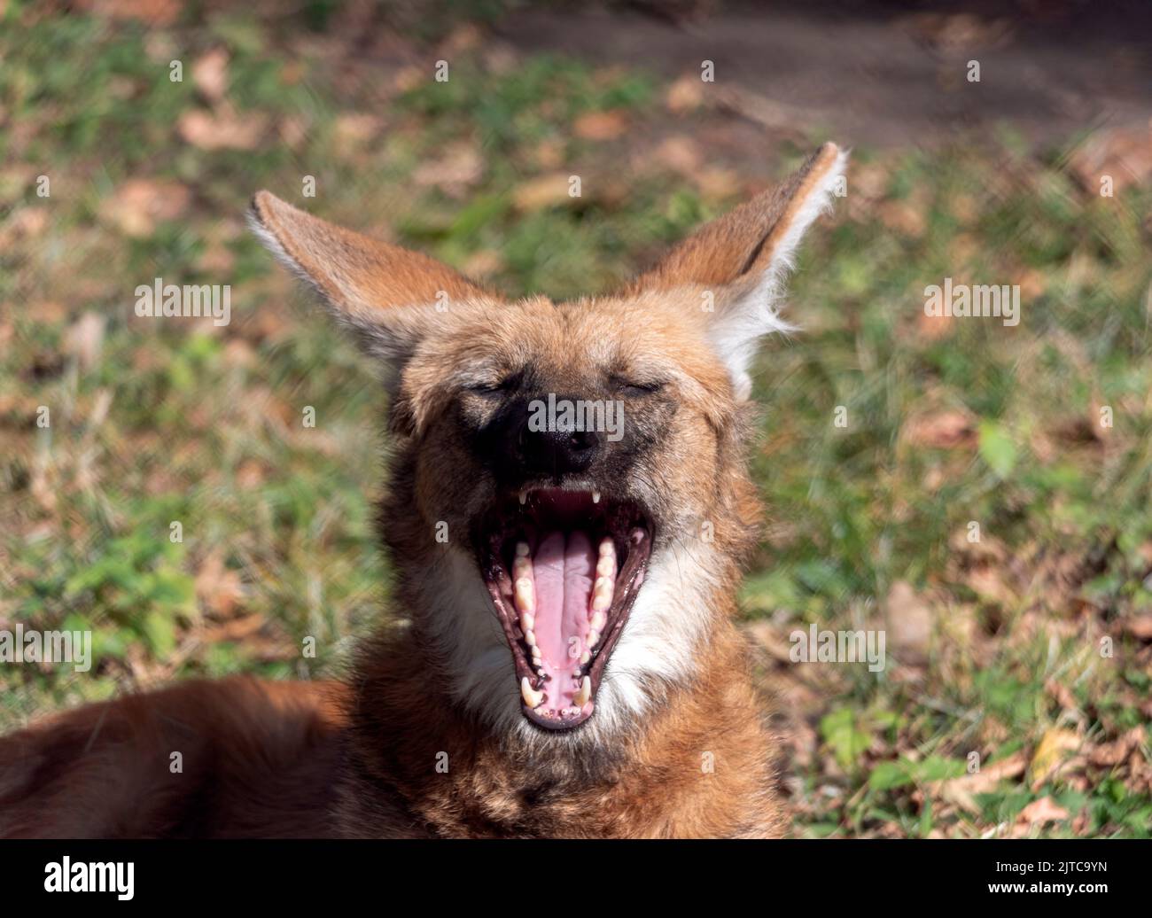 Red maned wolf in the captive animal Stock Photo - Alamy
