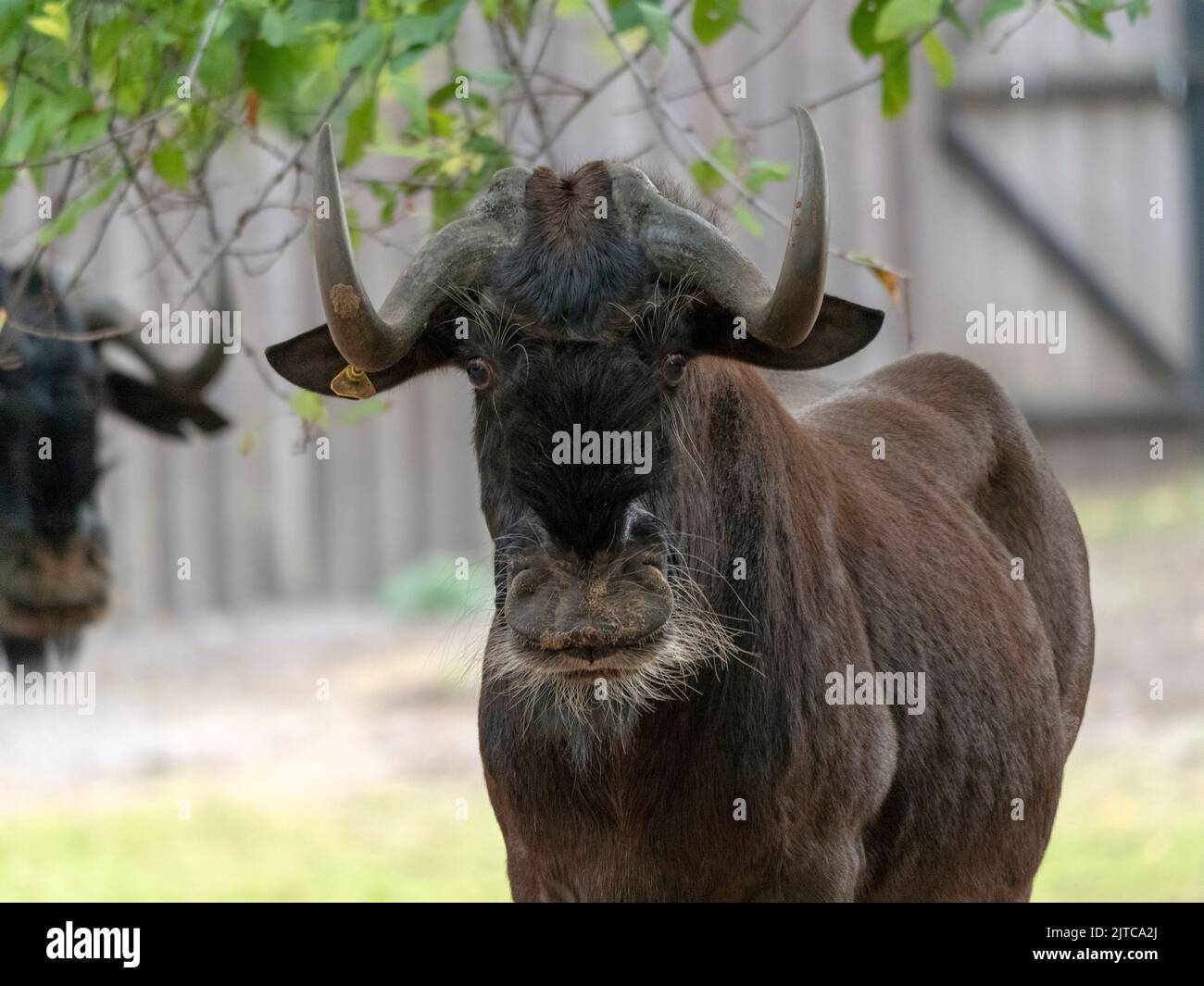 Sable antelopes eating leaves on the ground Stock Photo - Alamy