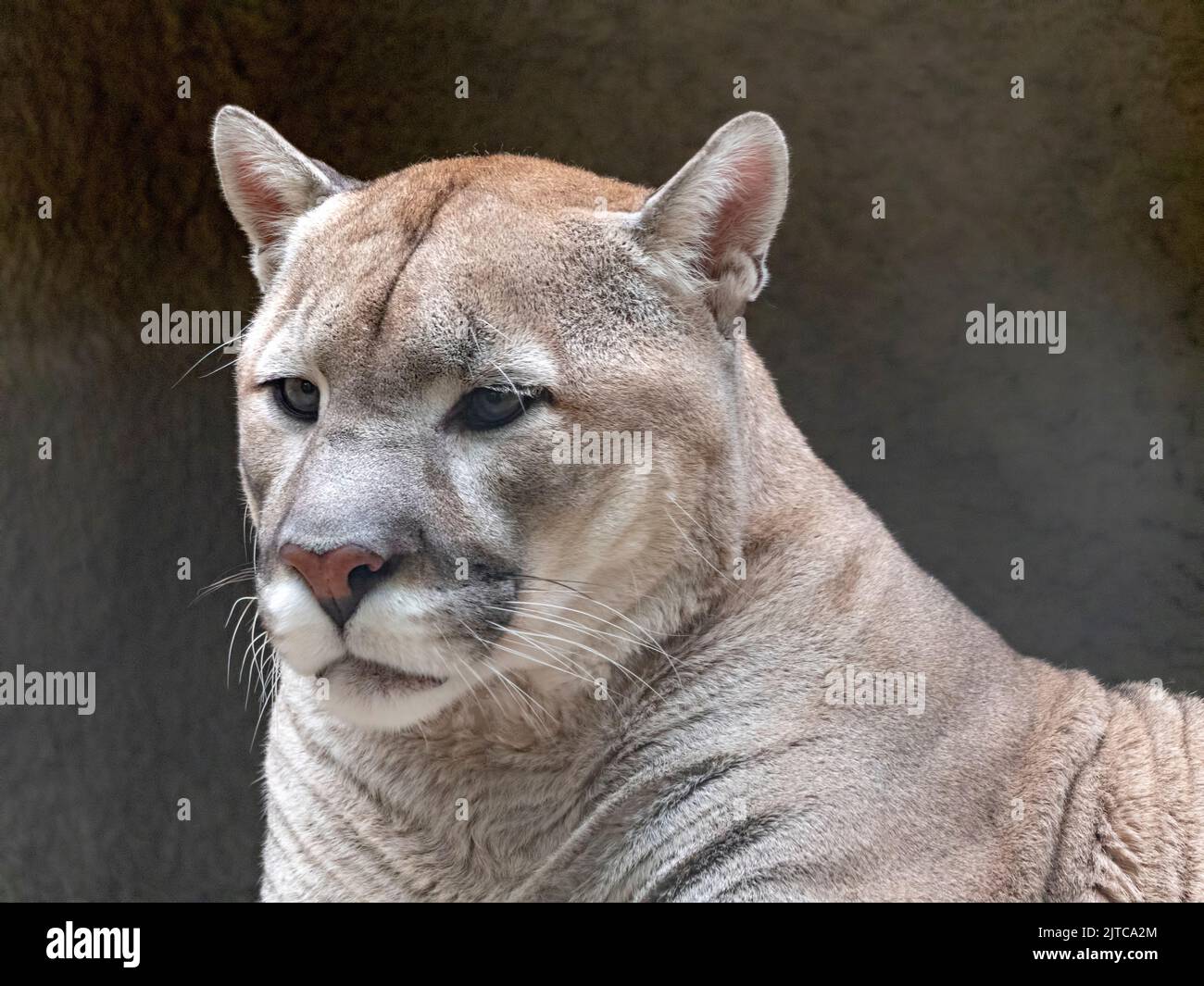 puma before the attack on the victim prepares to jump Stock Photo - Alamy