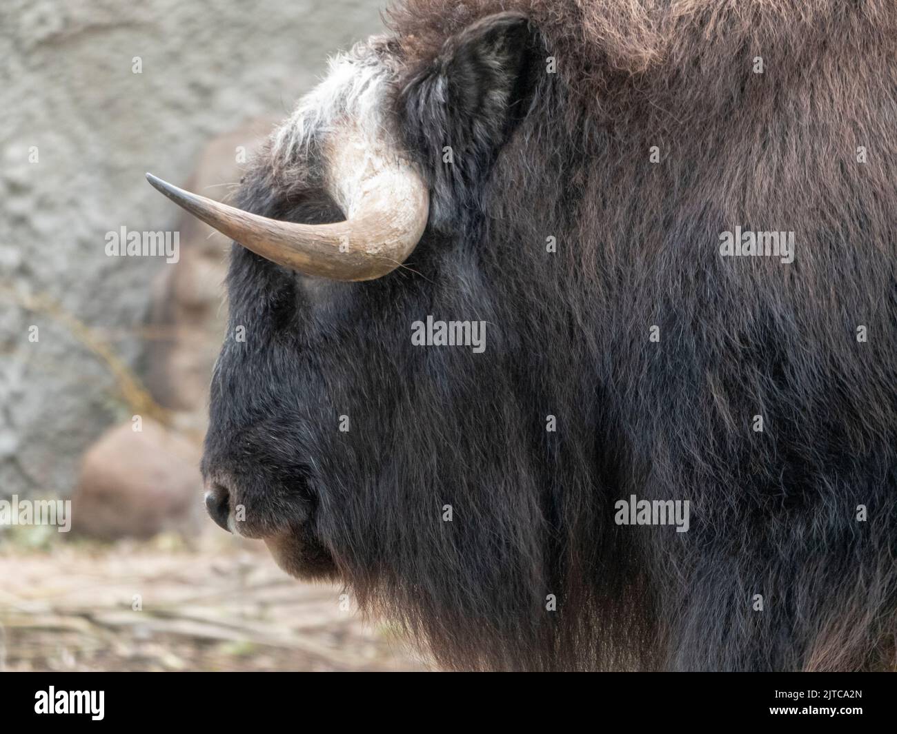 Giant mystic tree hi-res stock photography and images - Alamy