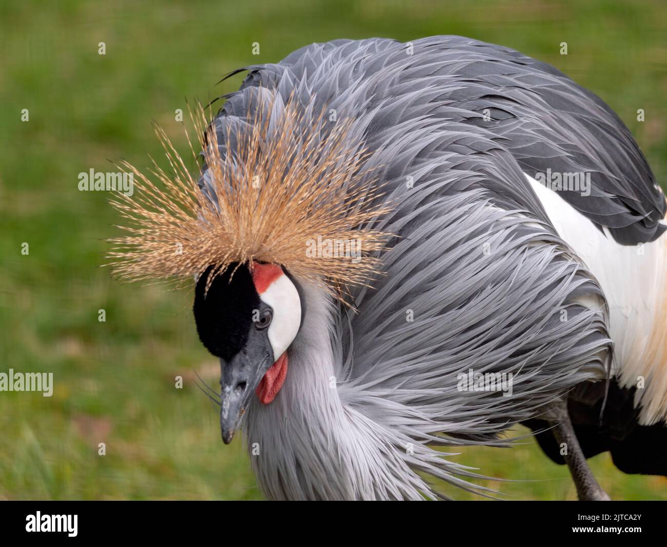Beautiful bird, Grey Crowned Crane with blue eye and red wattle Stock ...