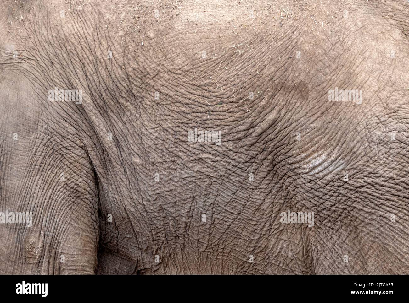 African elephant skin background on the side of his belly Stock Photo ...