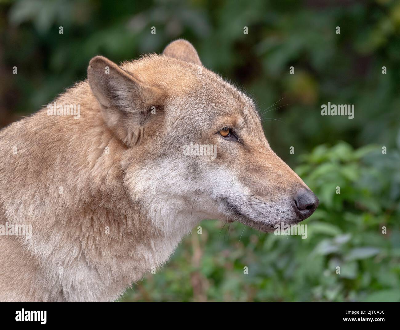 Grey Wolf Canis lupus Portrait - captive animal Stock Photo - Alamy