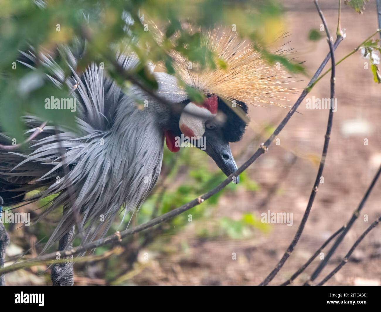 Beautiful bird, Grey Crowned Crane with blue eye and red wattle Stock ...