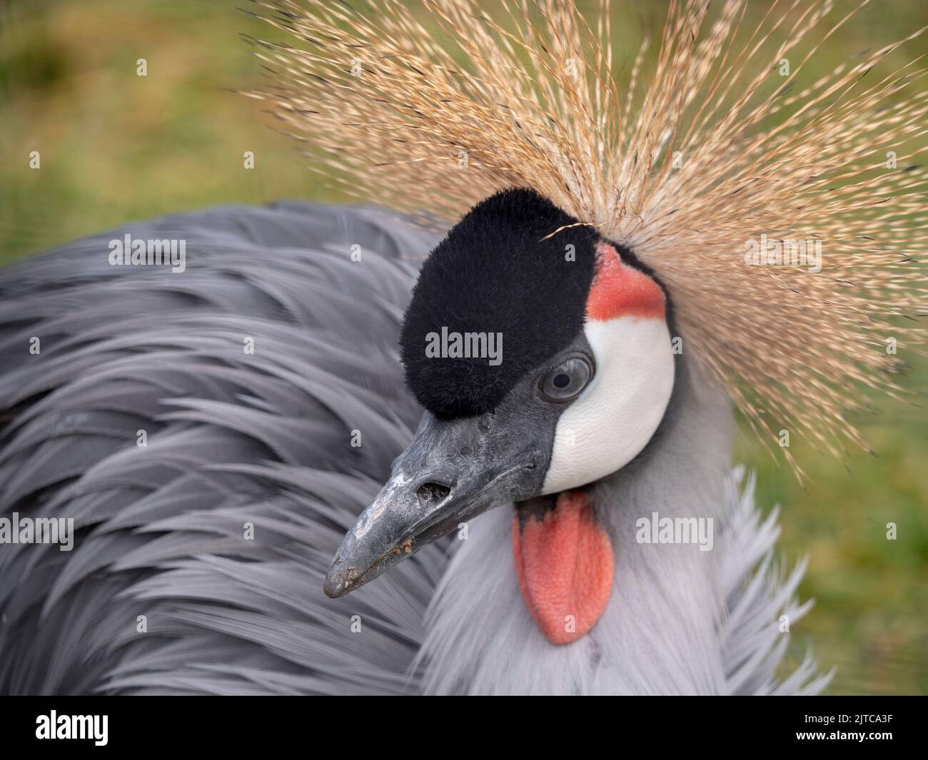 Beautiful bird, Grey Crowned Crane with blue eye and red wattle Stock ...