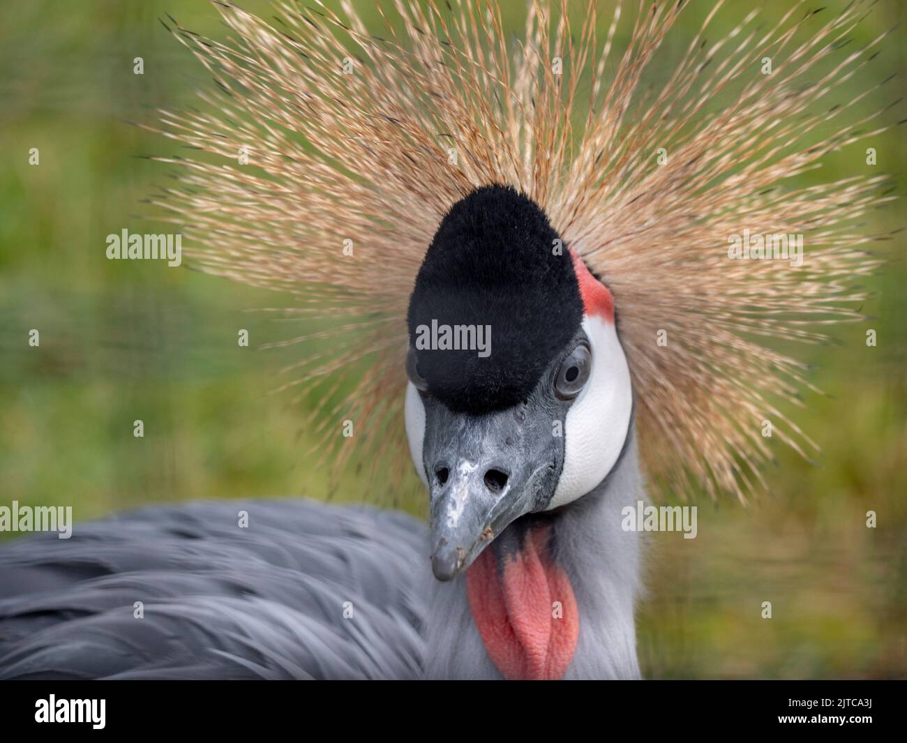 Beautiful bird, Grey Crowned Crane with blue eye and red wattle Stock ...