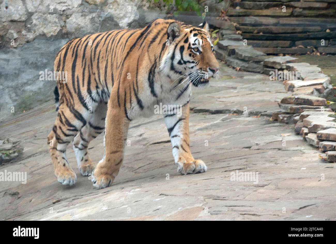 The Amur tiger is the graceful gait of the taiga Stock Photo - Alamy