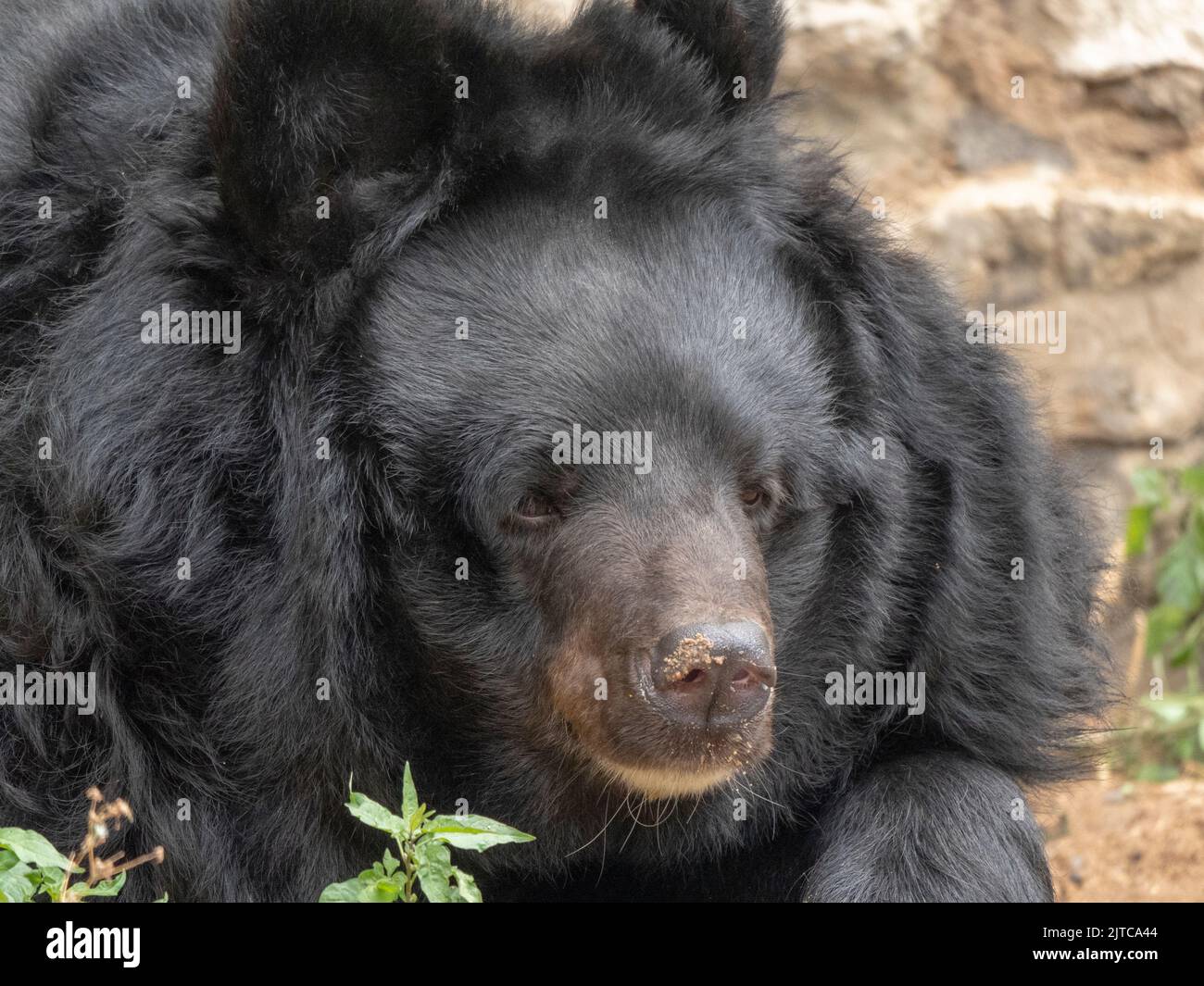 Moon bear cub hi-res stock photography and images - Alamy