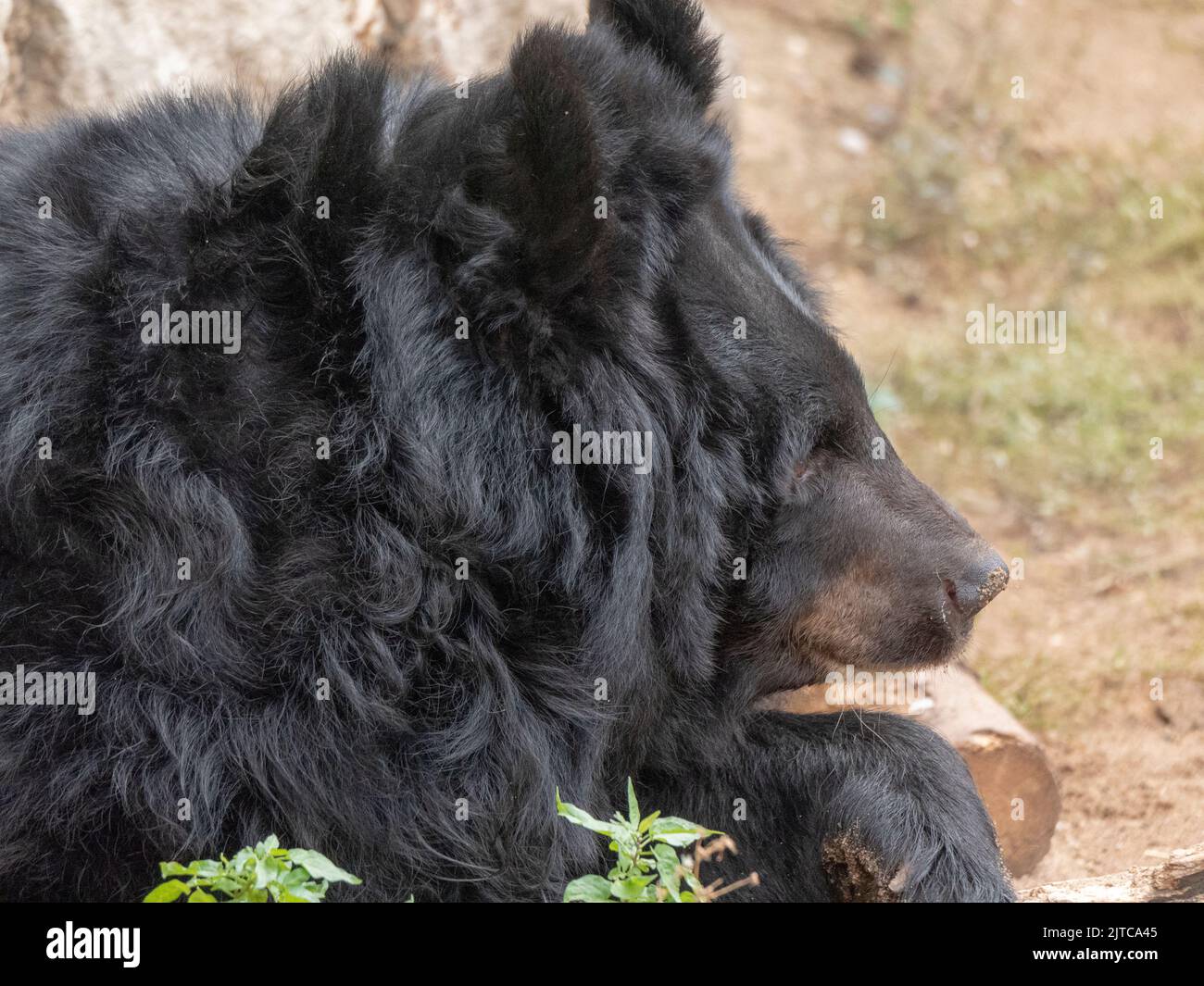 Himalayan bear or Ussuri black bear Ursus thibetanus Stock Photo - Alamy