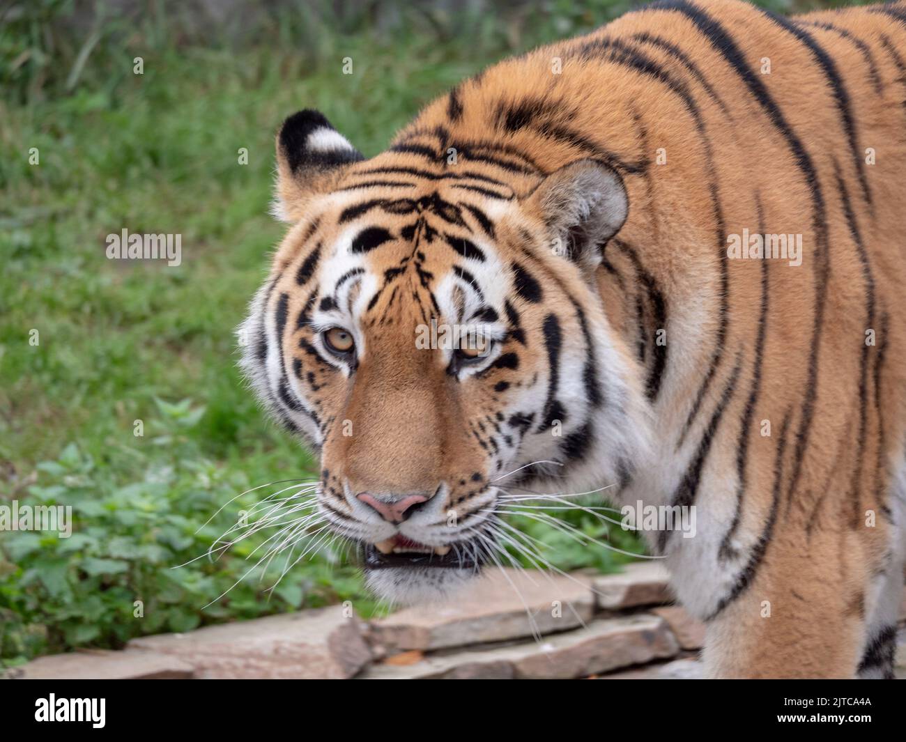 The Amur tiger is the graceful gait of the taiga Stock Photo - Alamy