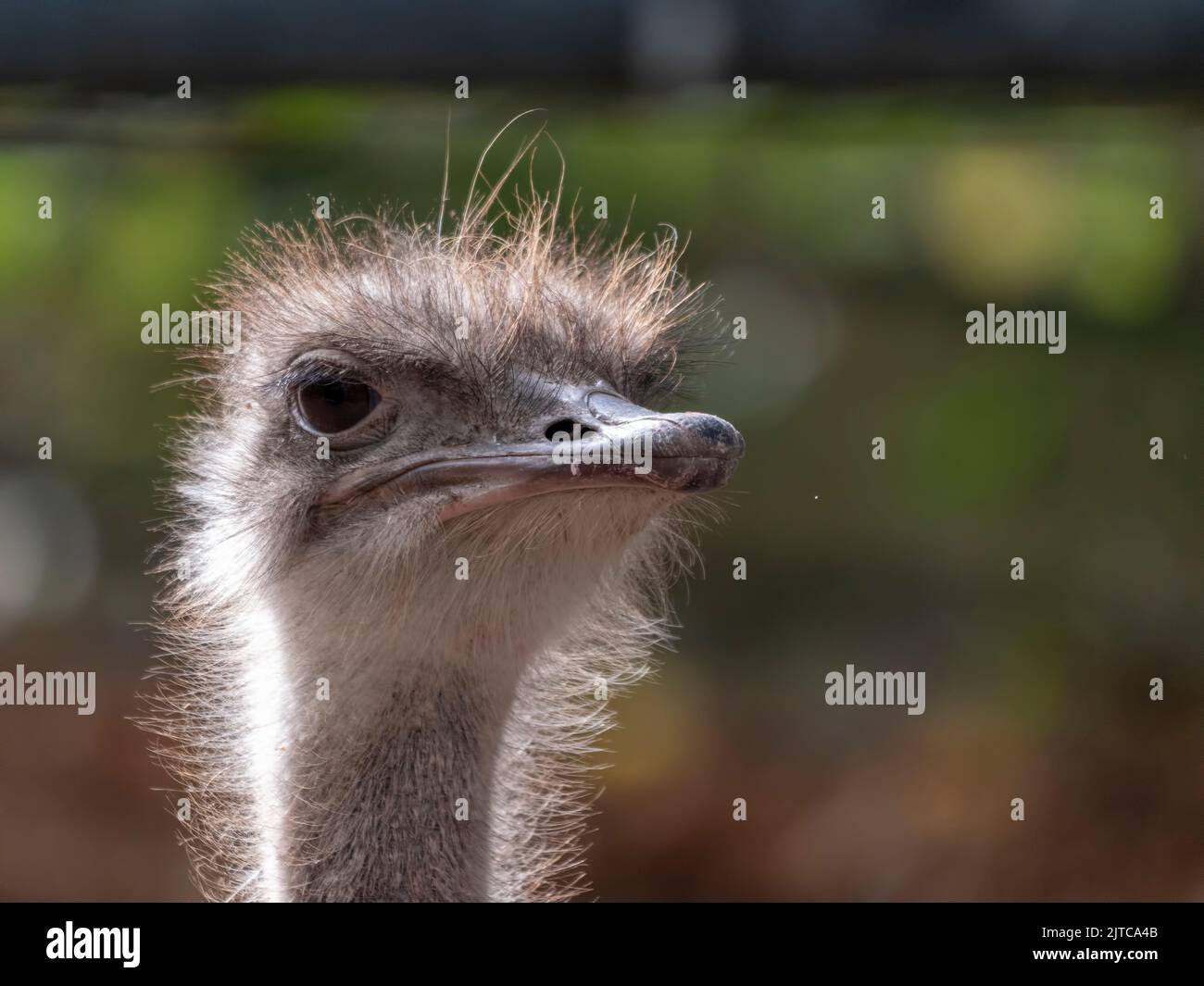 Close up emu head looks hi-res stock photography and images - Alamy