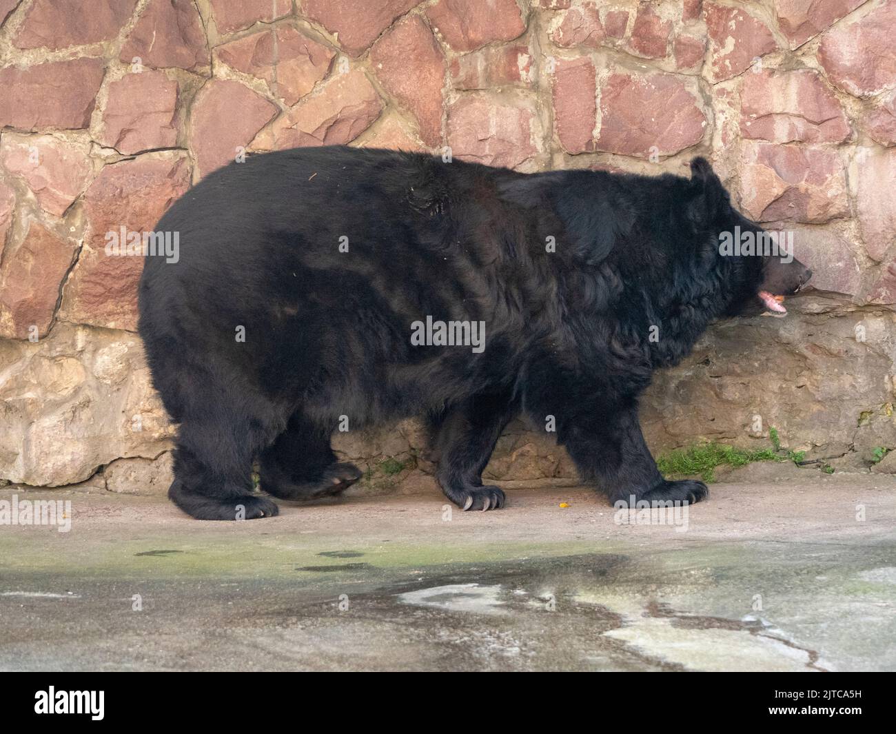 Himalayan bear or Ussuri black bear Ursus thibetanus Stock Photo - Alamy