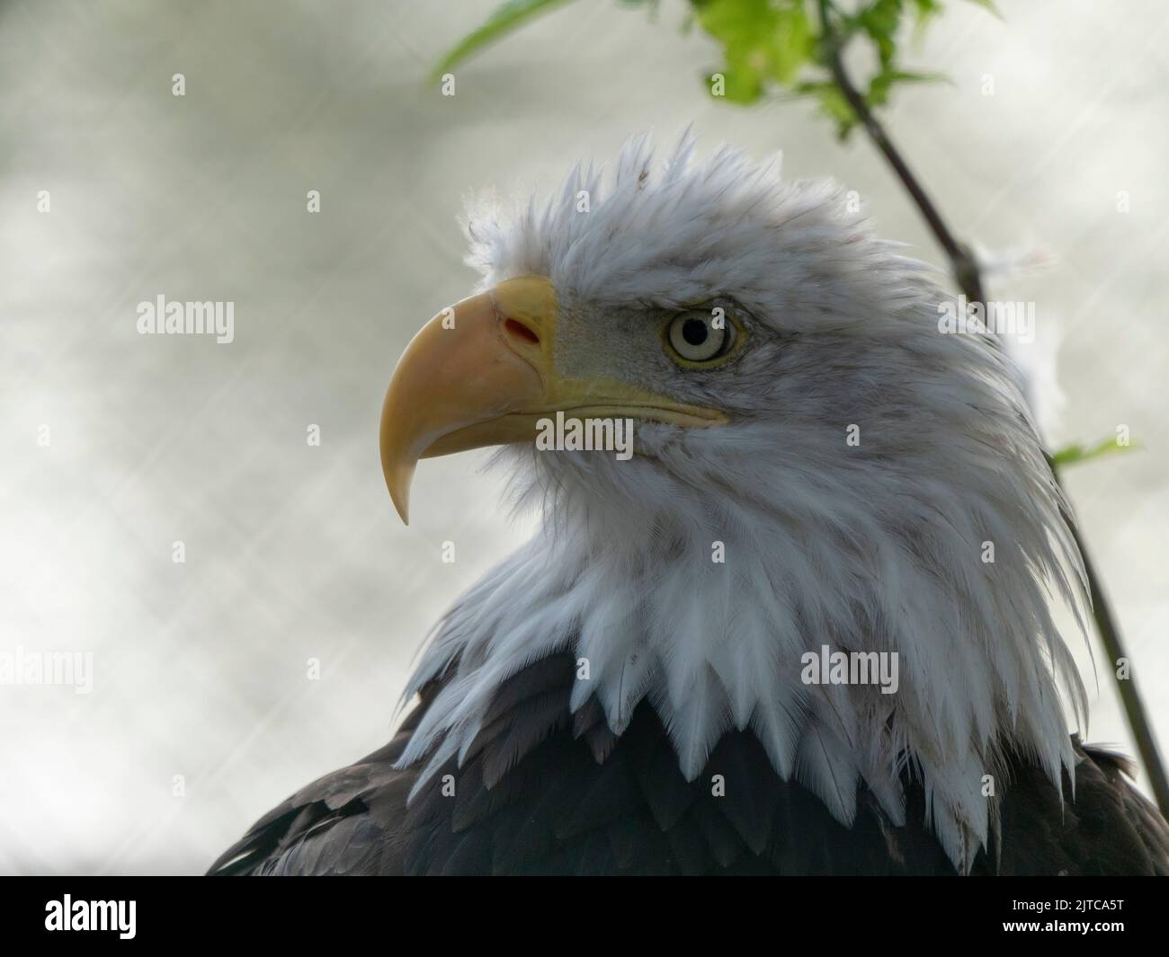 Bald Headed Eagle, close up shot with blurred background Stock Photo ...