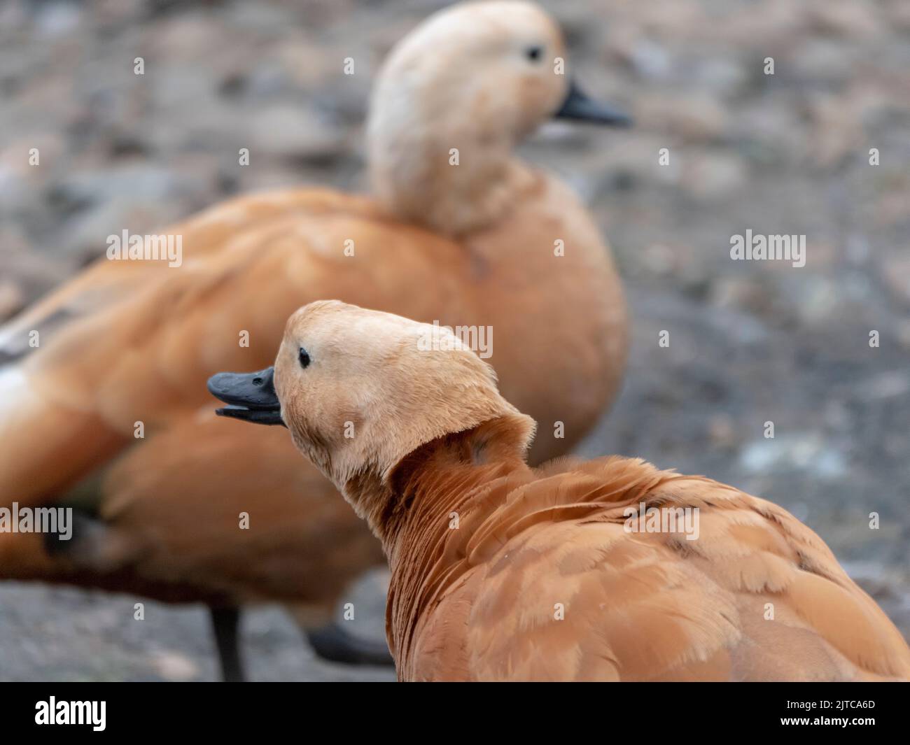 Mandarin duck in nature in a wild reserve Stock Photo - Alamy