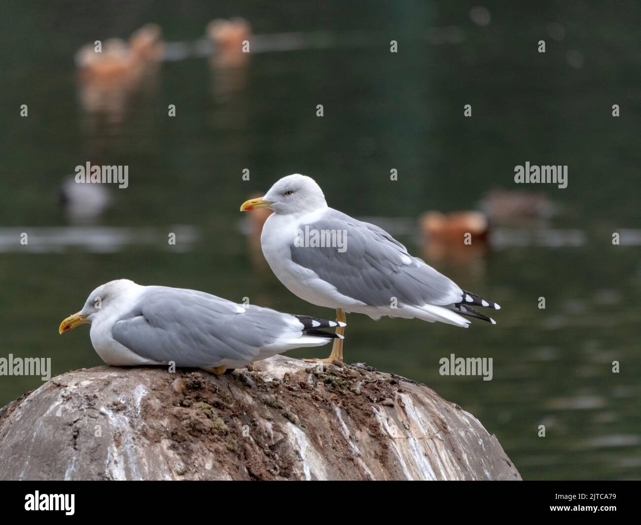 Two seagulls are sitting on a stone in the sea Stock Photo - Alamy