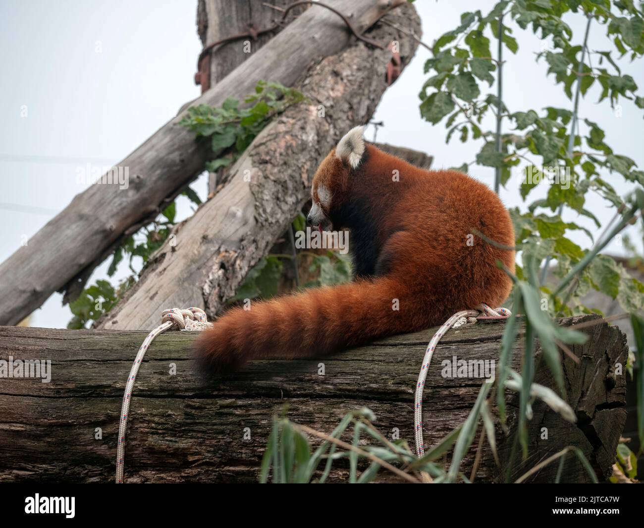 Western lesser panda hi-res stock photography and images - Alamy