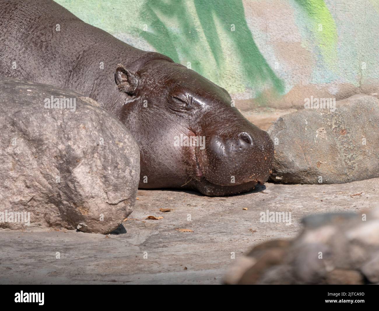 Pygmy Hippopotamus in a Moscow zoo Choeropsis liberiensis Stock Photo ...
