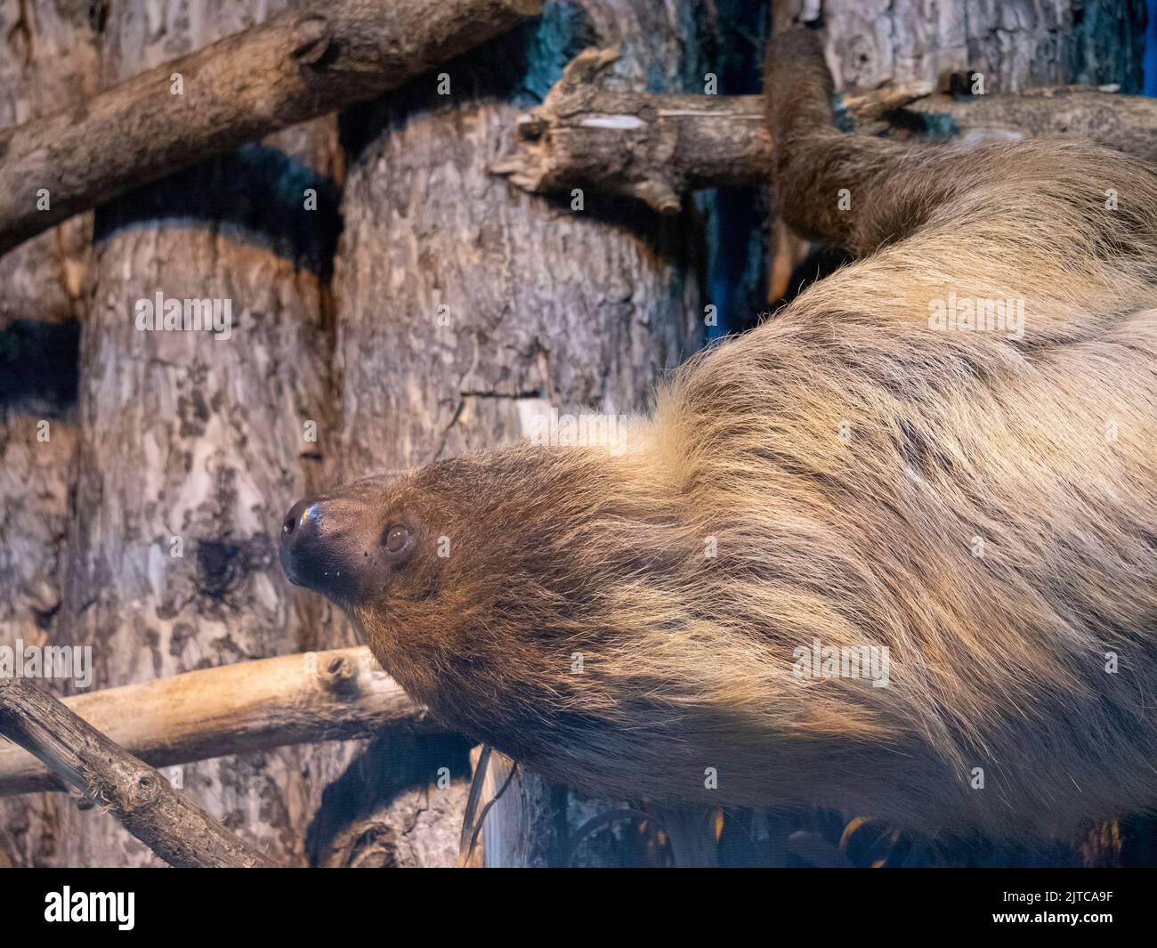 Sloth hanging upside down on a tree branch Stock Photo - Alamy